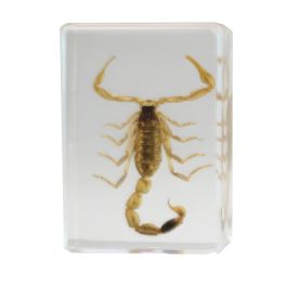 saxon Scorpion Specimen: Preserved in Resin
